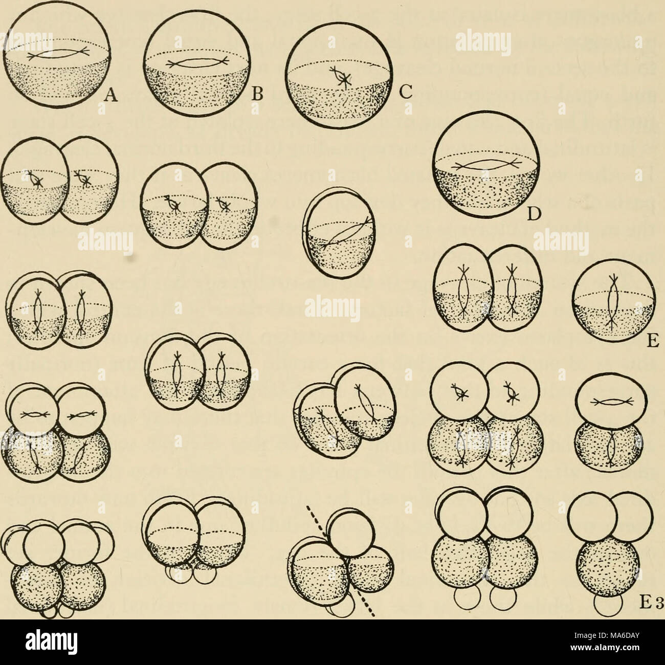 . The elements of experimental embryology Stock Photo - Alamy