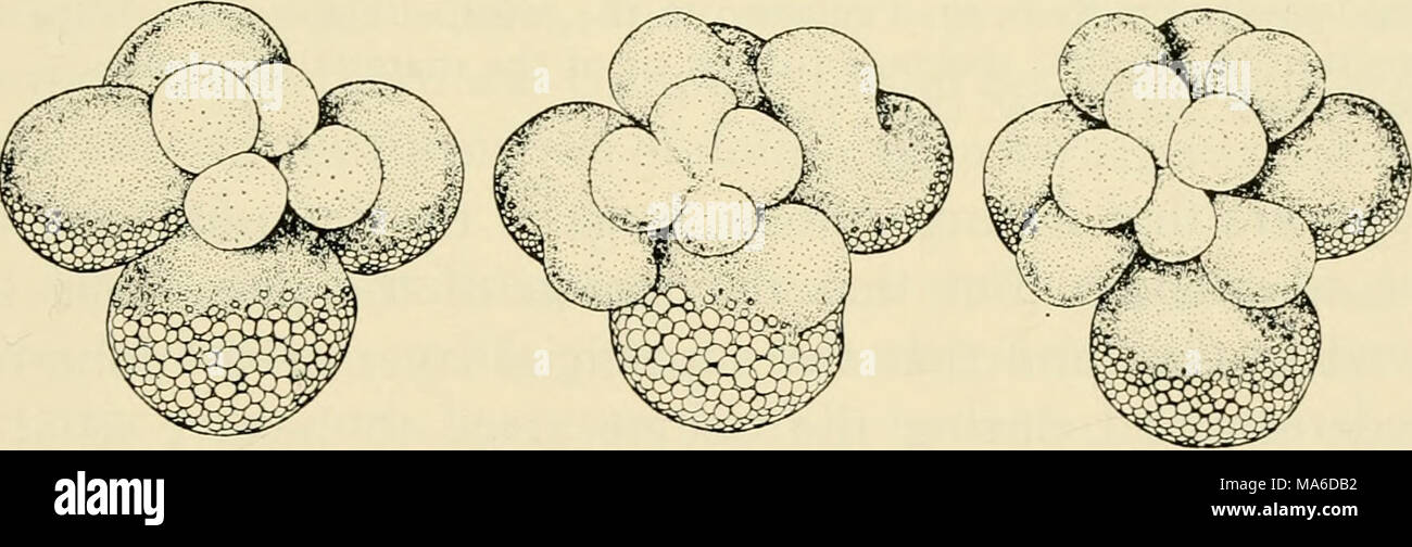 Experimental embryology hi-res stock photography and images - Alamy