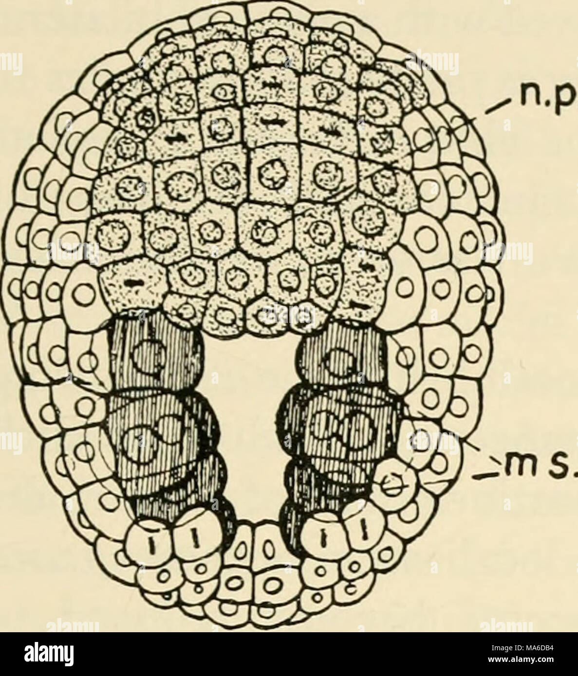 . The elements of experimental embryology Stock Photo - Alamy