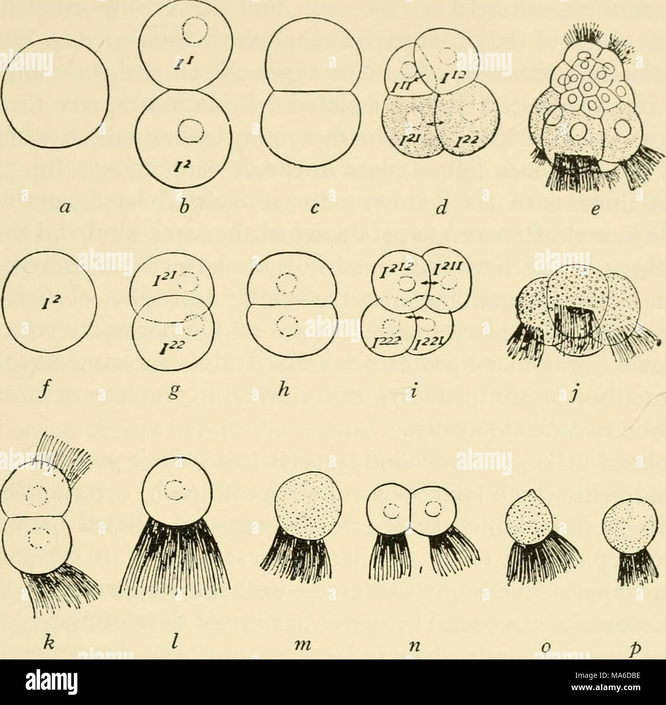 . The elements of experimental embryology Stock Photo - Alamy