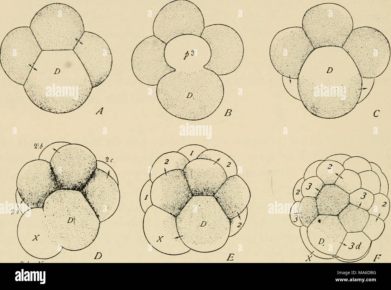 . The elements of experimental embryology Stock Photo - Alamy