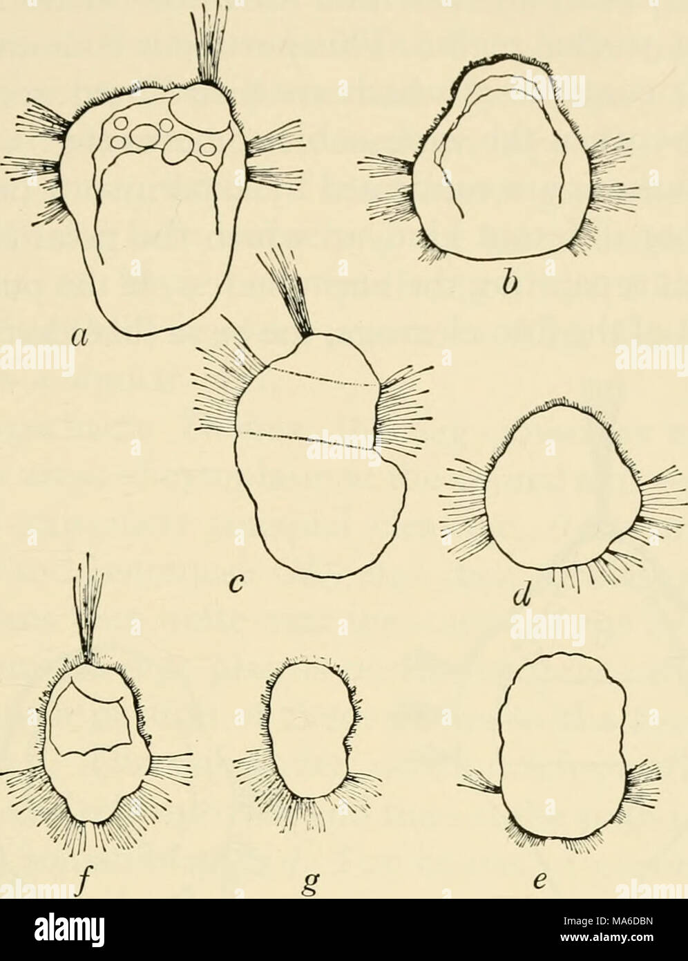 . The elements of experimental embryology Stock Photo - Alamy