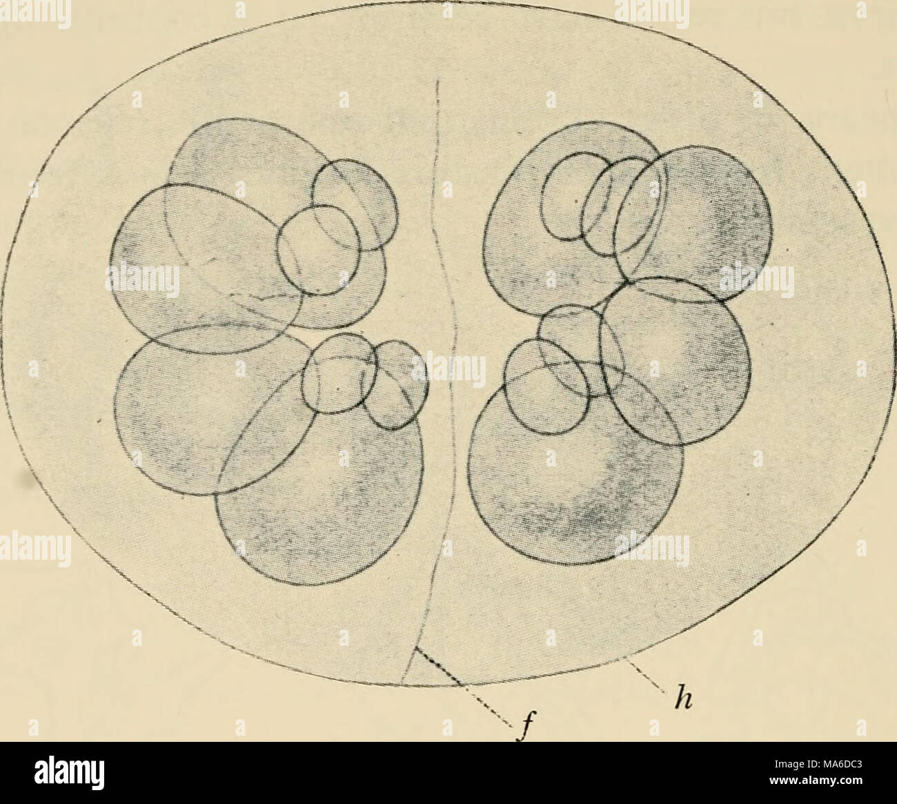 . The elements of experimental embryology Stock Photo - Alamy