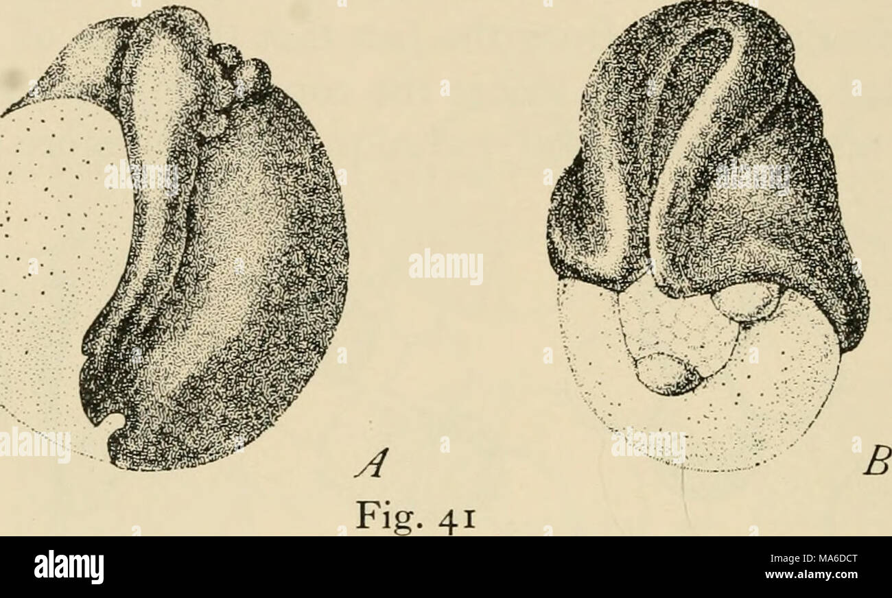 . The elements of experimental embryology Stock Photo - Alamy