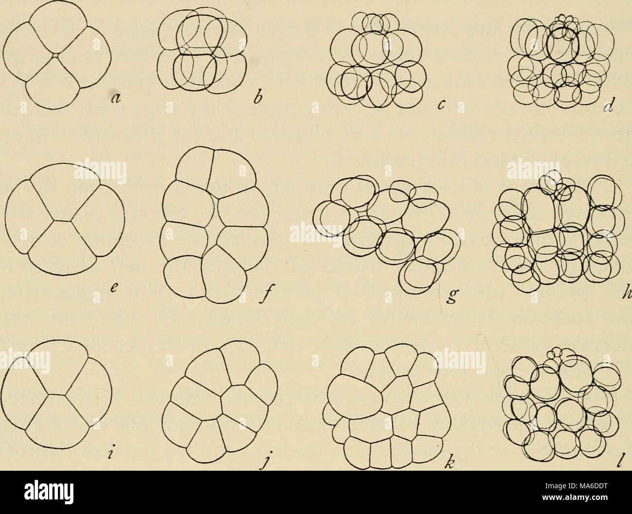 . The elements of experimental embryology Stock Photo - Alamy