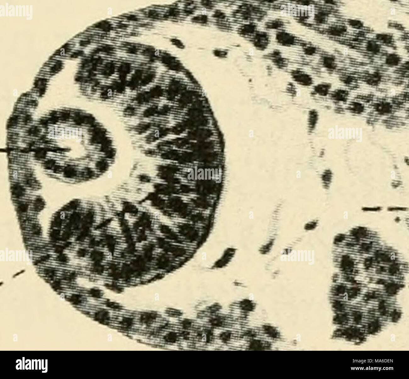 . The elements of experimental embryology Stock Photo - Alamy