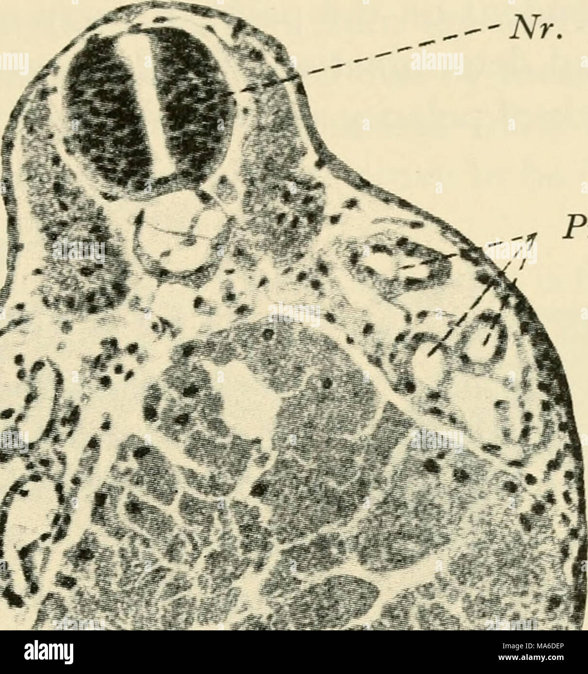 . The elements of experimental embryology Stock Photo - Alamy