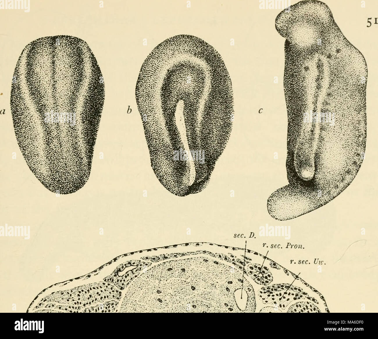 . The elements of experimental embryology Stock Photo - Alamy