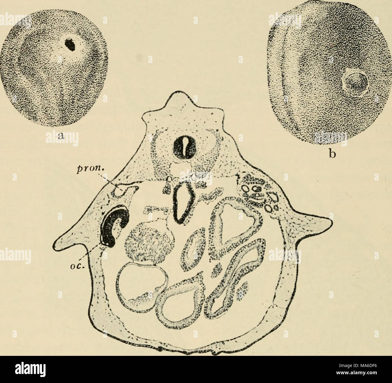 . The elements of experimental embryology Stock Photo - Alamy