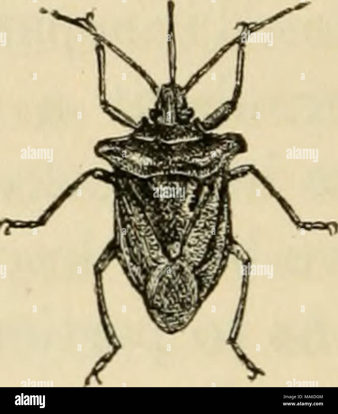 . Elements of entomology: an outline of the natural history and ...