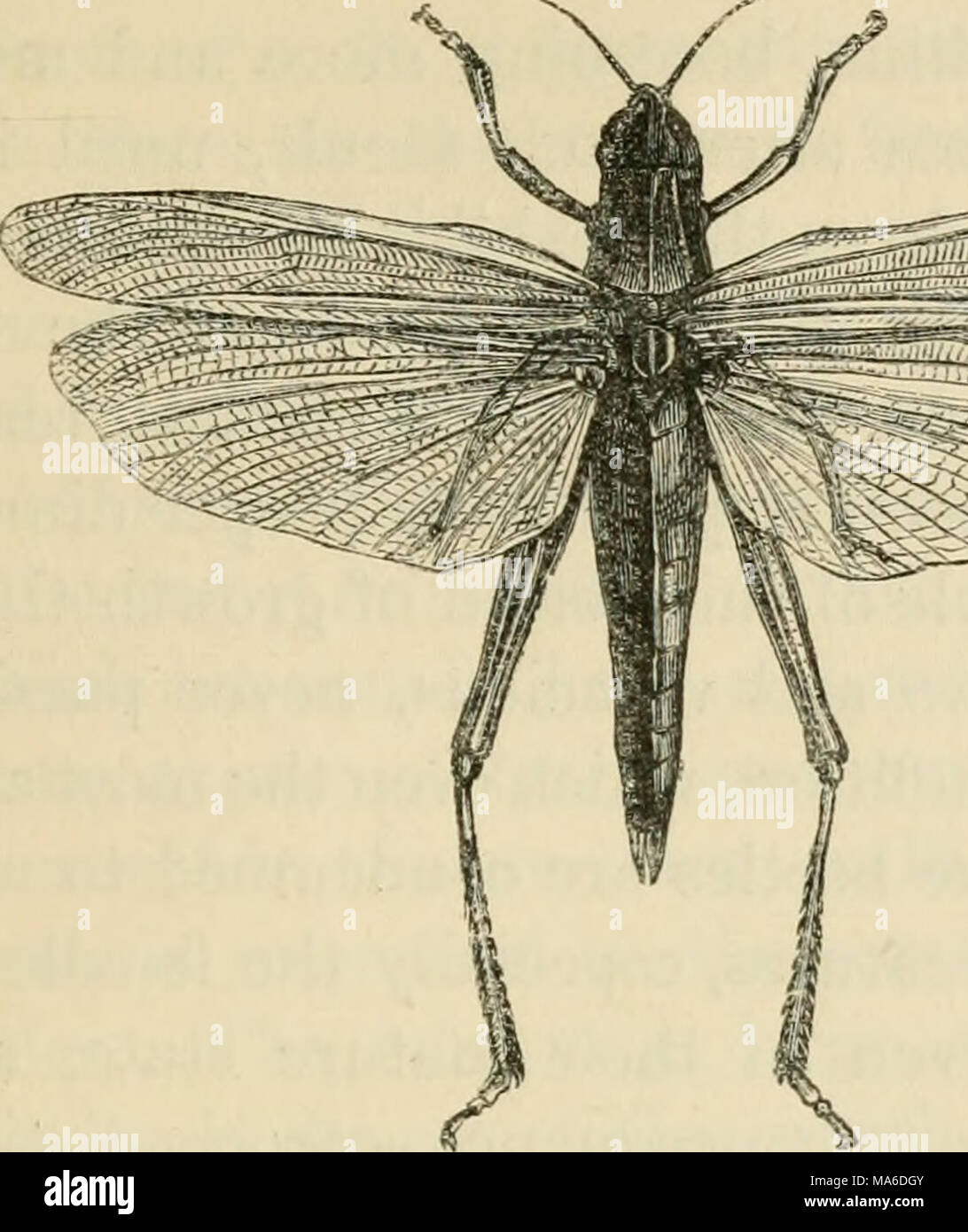 . Elements of entomology: an outline of the natural history and ...
