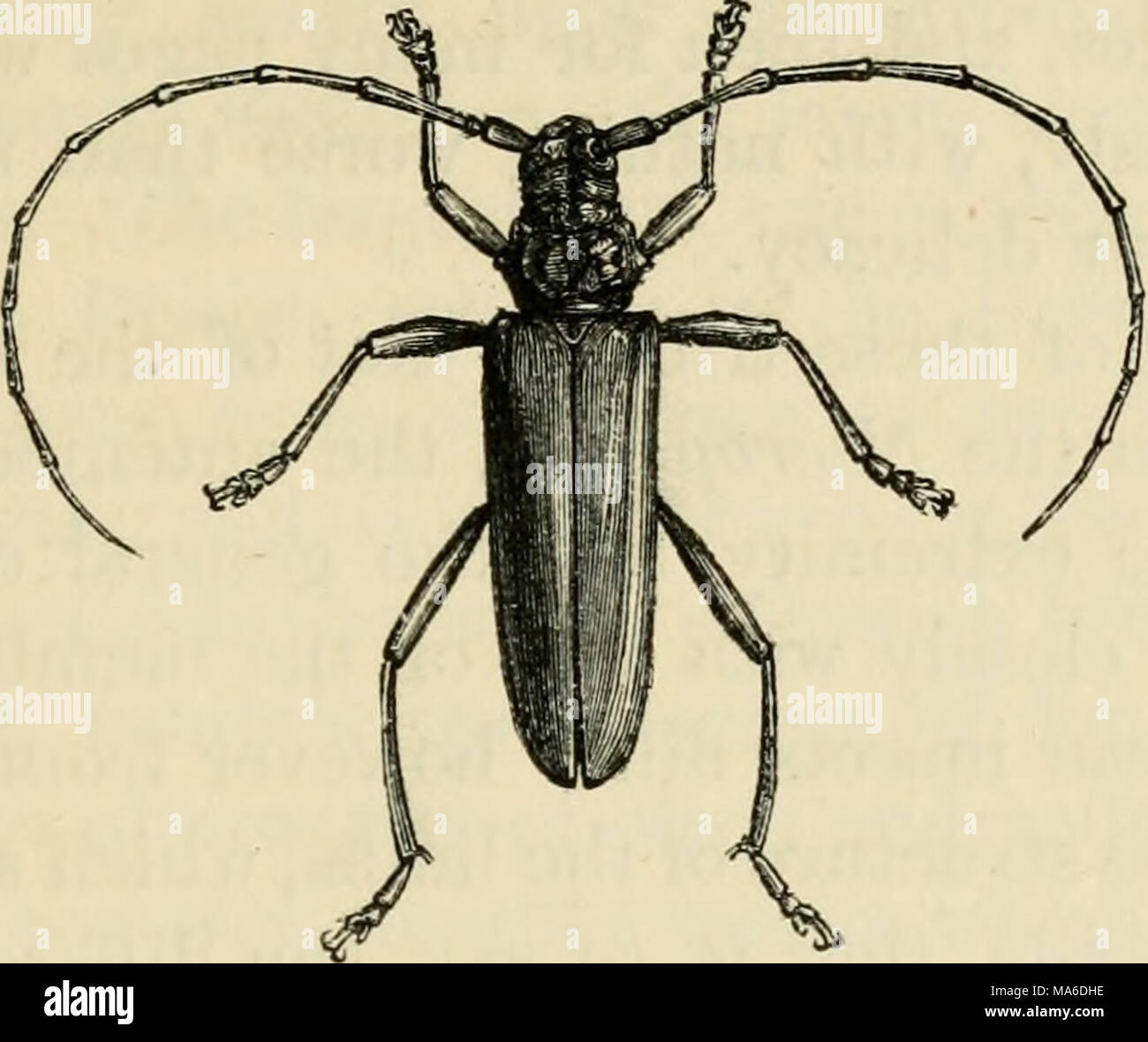 . Elements of entomology: an outline of the natural history and ...