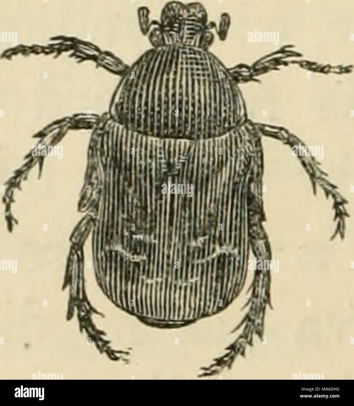 . Elements of entomology: an outline of the natural history and ...