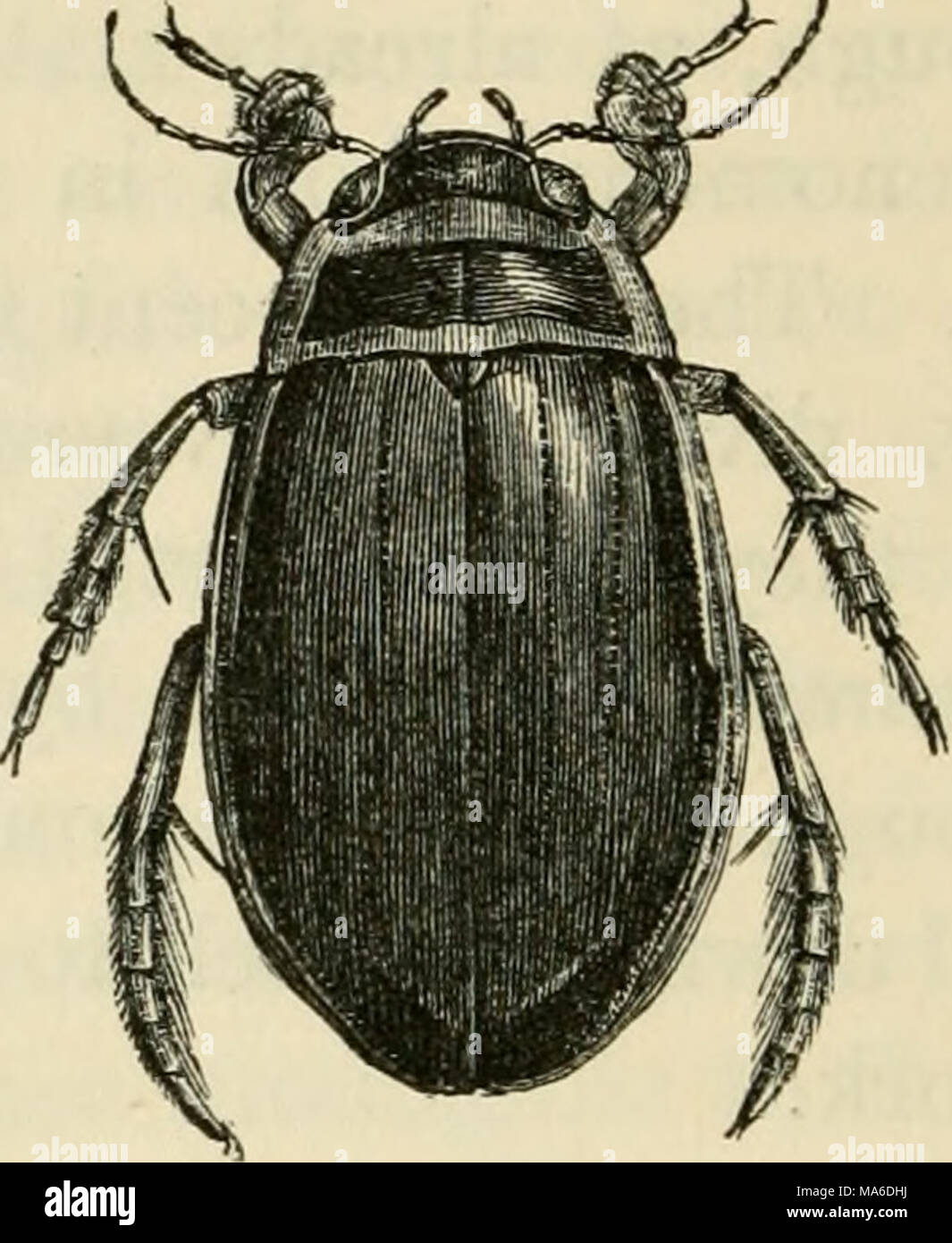 . Elements of entomology: an outline of the natural history and ...