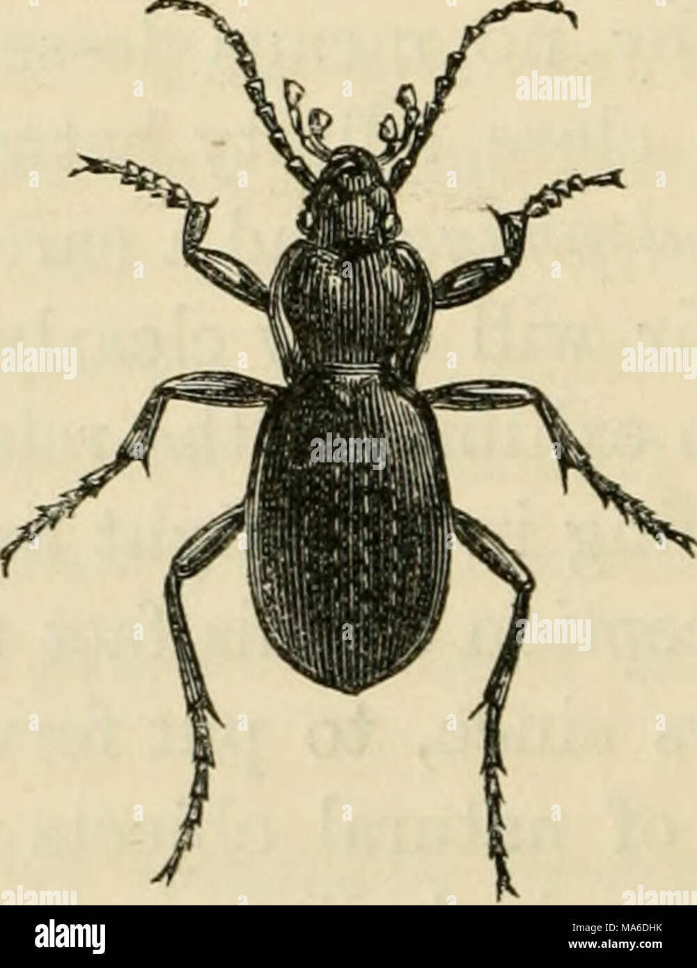 . Elements of entomology: an outline of the natural history and ...