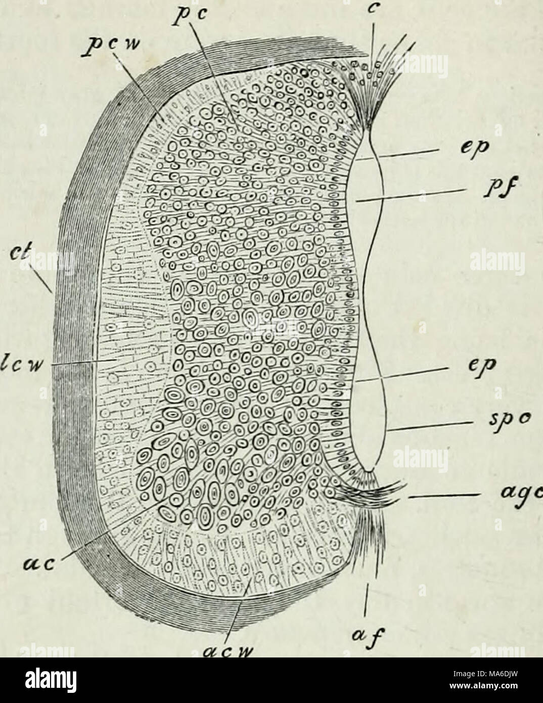 . The elements of Embryology Stock Photo - Alamy