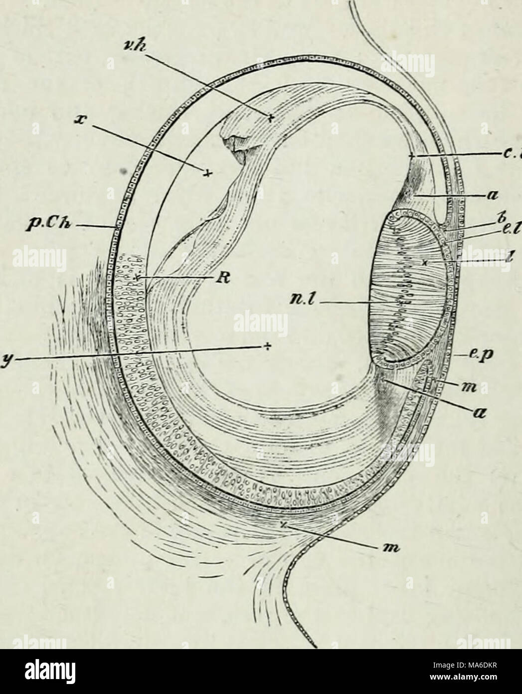 . The elements of Embryology Stock Photo - Alamy
