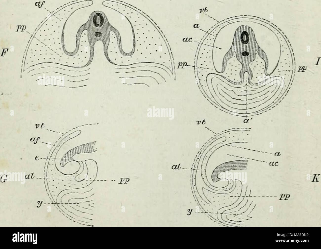 . The elements of Embryology Stock Photo - Alamy