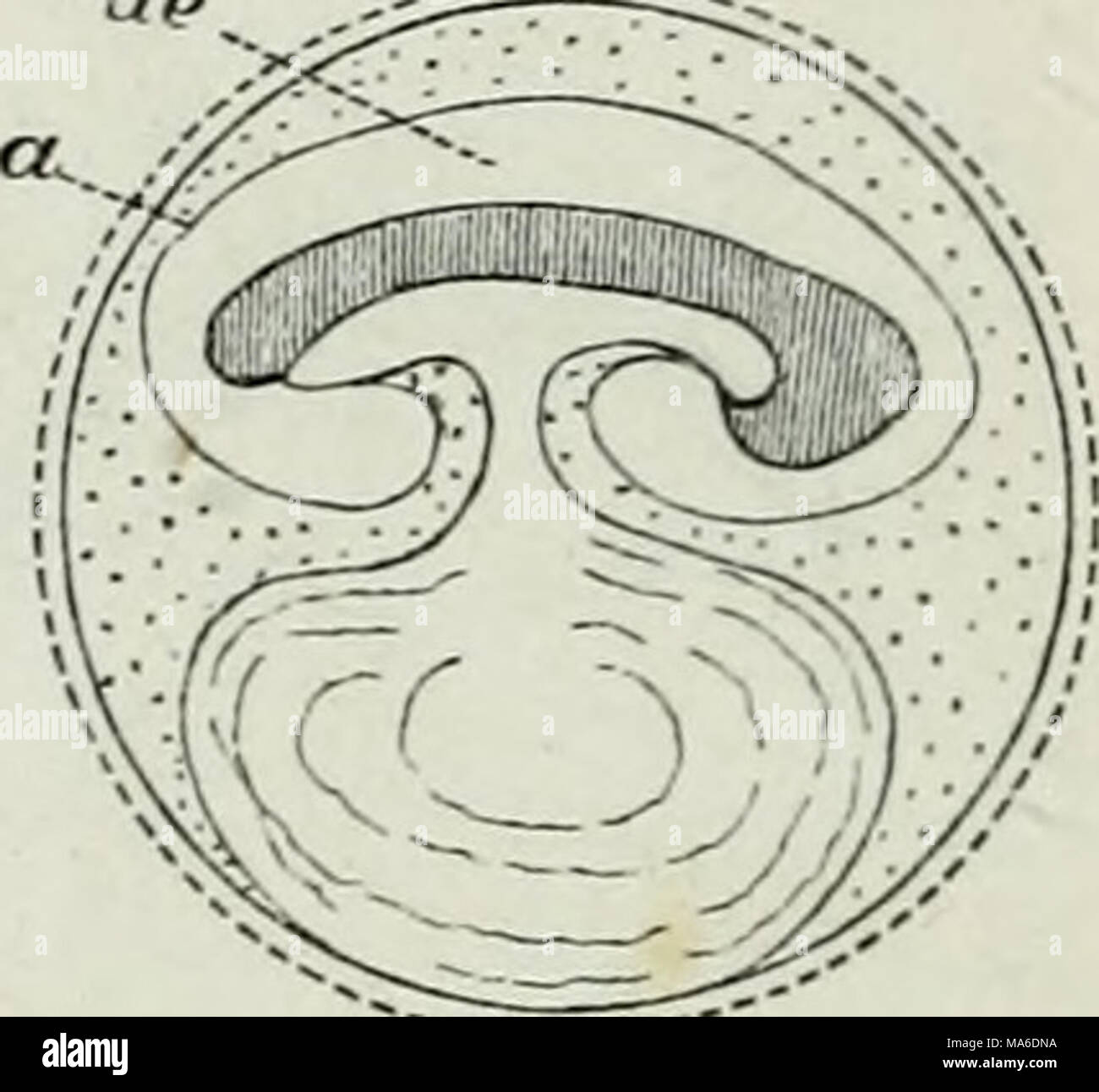 . The elements of Embryology Stock Photo - Alamy