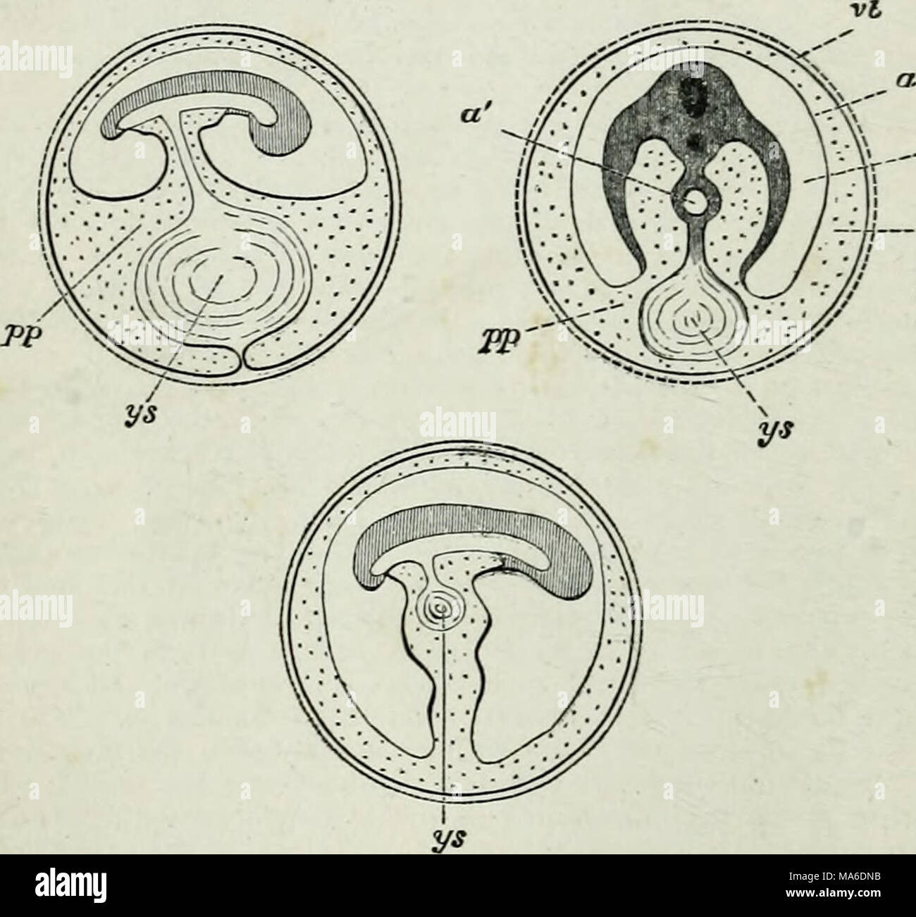 . The elements of Embryology Stock Photo - Alamy