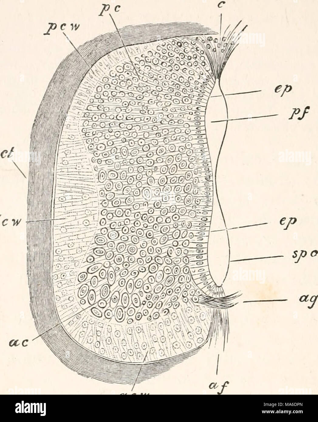 . The elements of embryology Stock Photo - Alamy