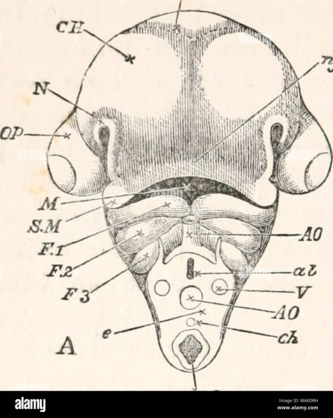 . The elements of embryology Stock Photo - Alamy