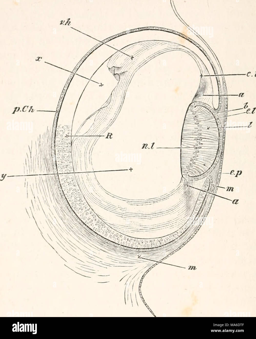 . The elements of embryology Stock Photo - Alamy