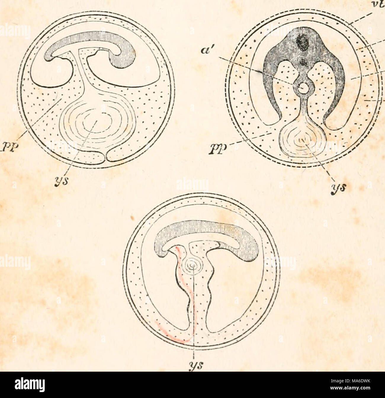 . The elements of embryology Stock Photo - Alamy