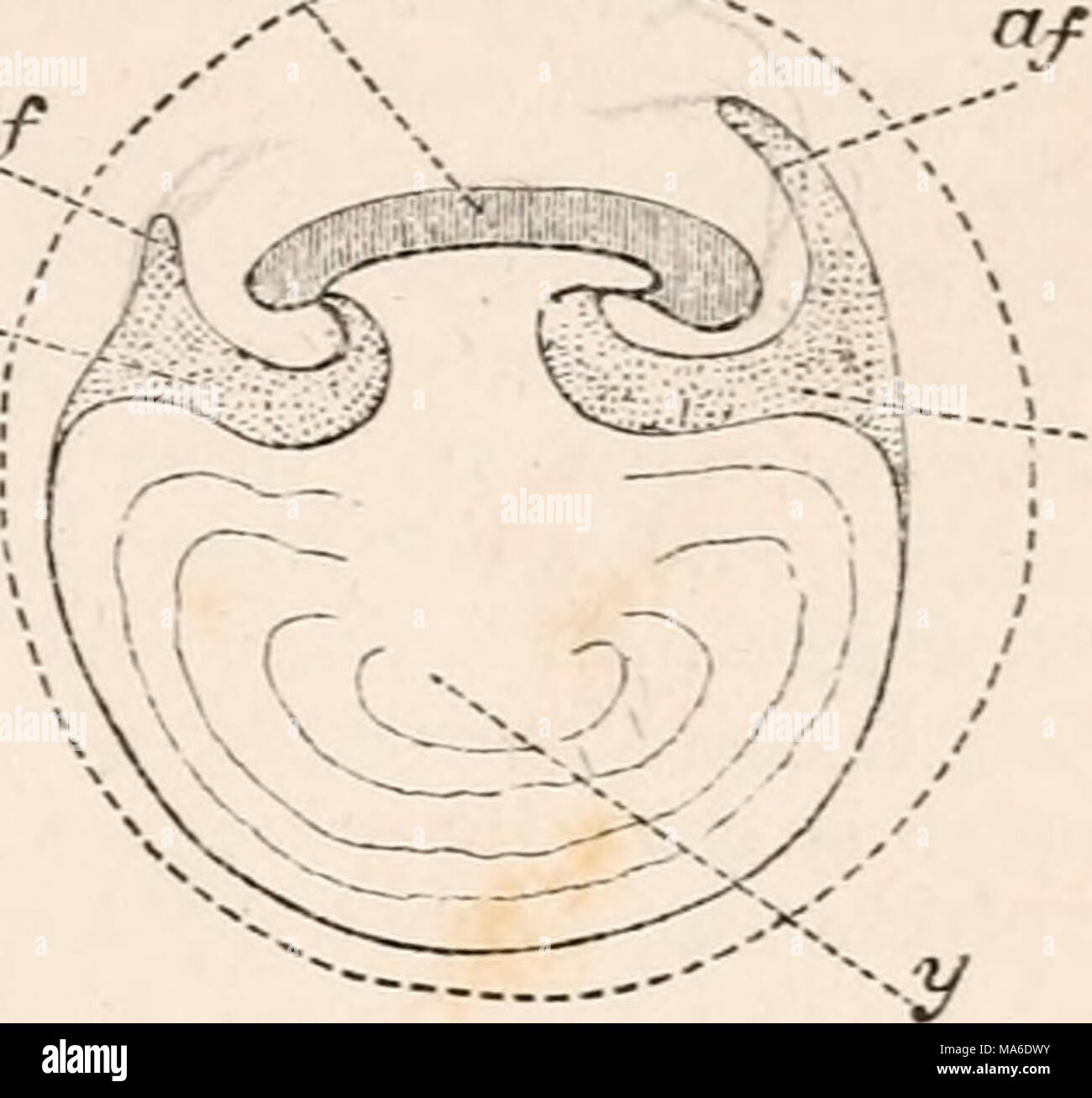 . The elements of embryology Stock Photo - Alamy