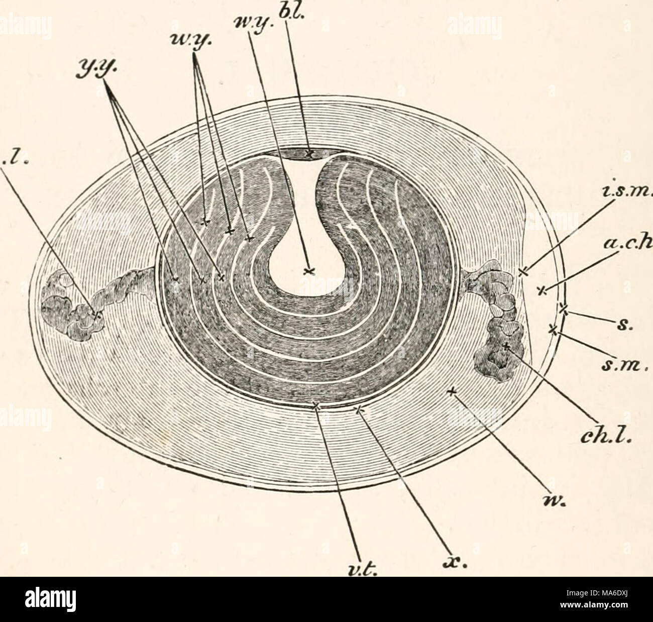 . The elements of embryology Stock Photo - Alamy