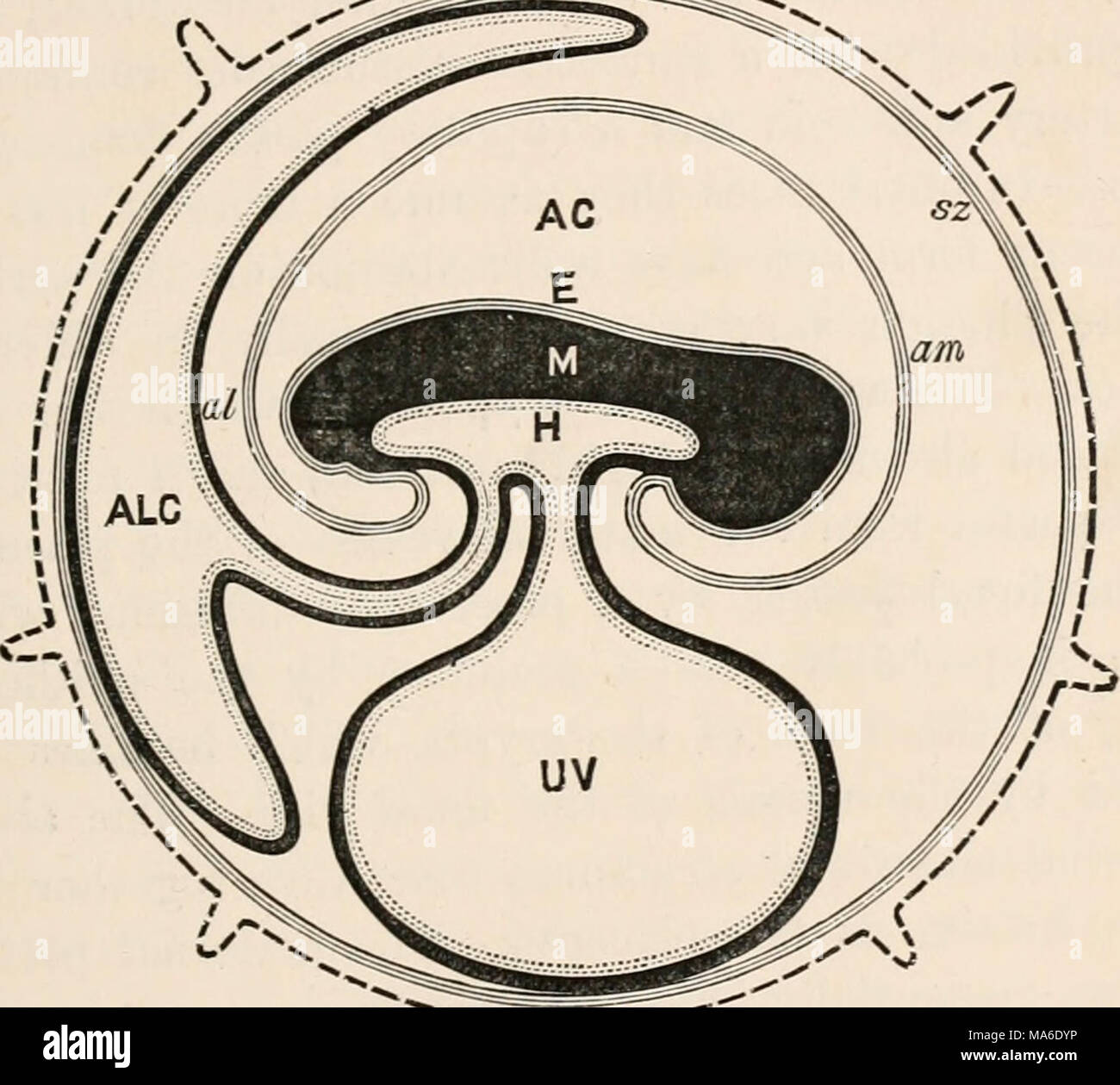 . The elements of Embryology Stock Photo - Alamy