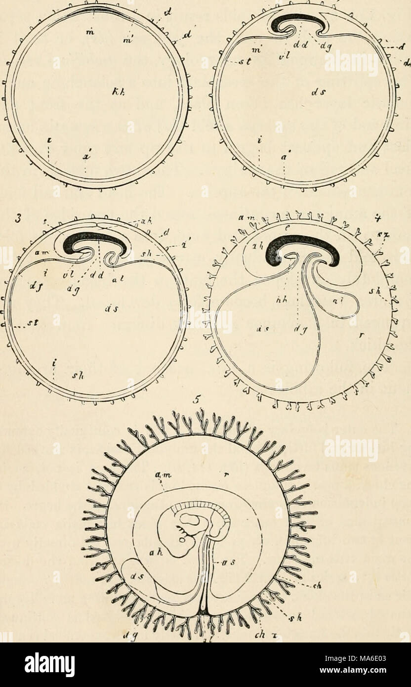 . The elements of Embryology Stock Photo - Alamy