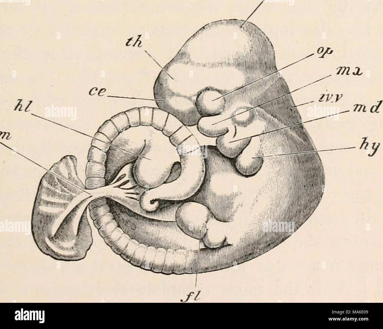 . The elements of Embryology Stock Photo - Alamy