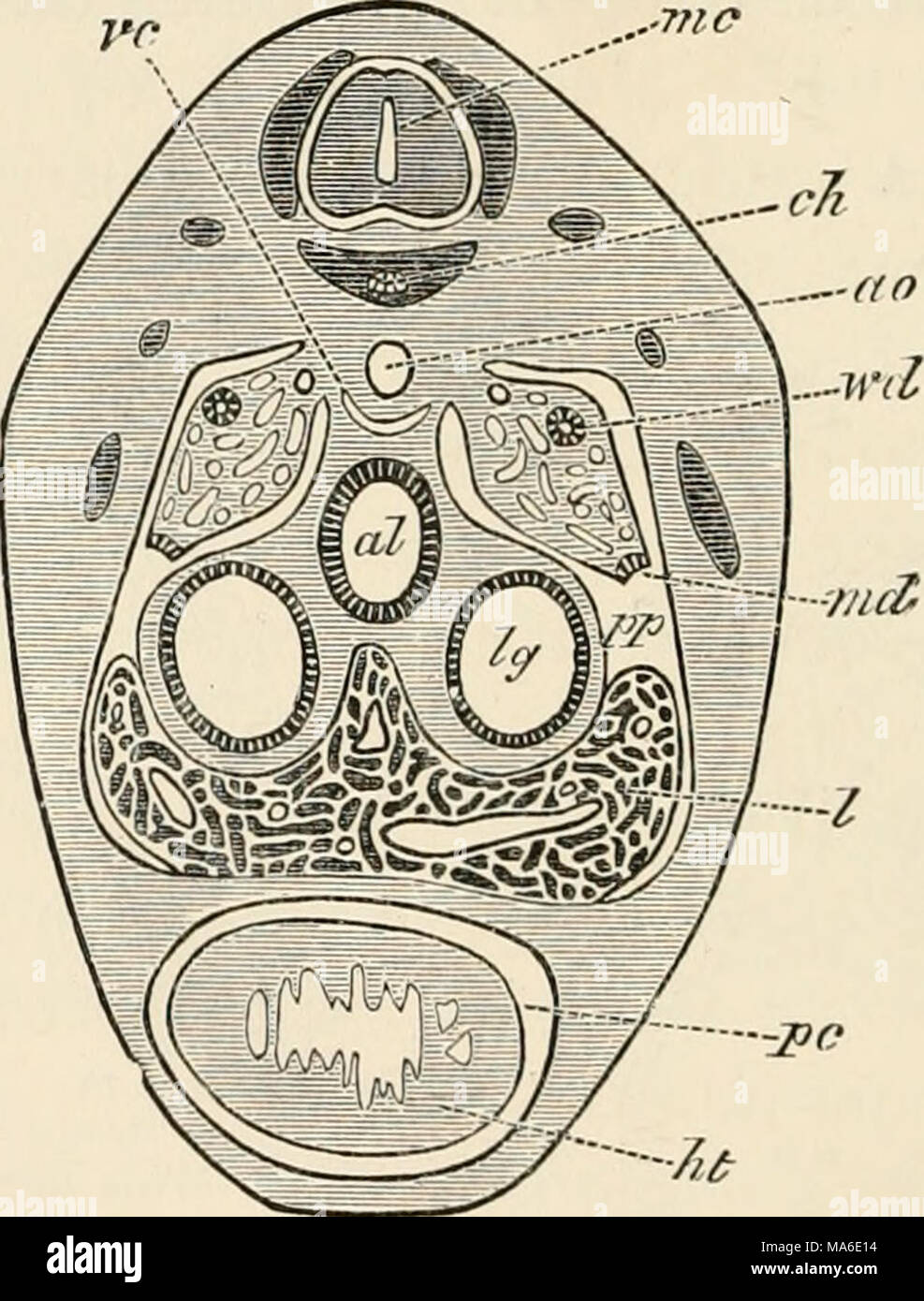 . The elements of Embryology Stock Photo - Alamy