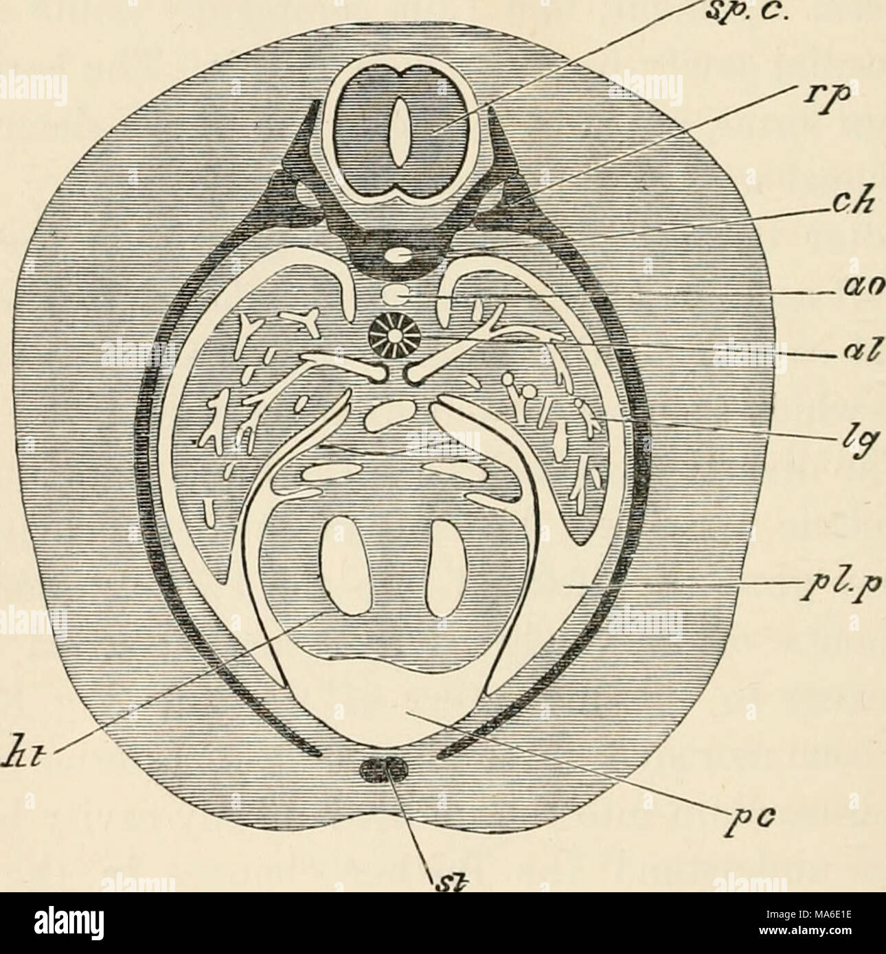 . The elements of Embryology Stock Photo - Alamy