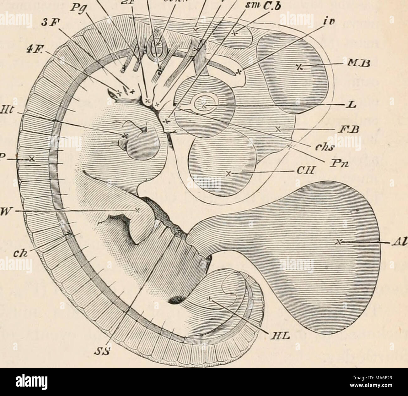 . The elements of Embryology Stock Photo - Alamy