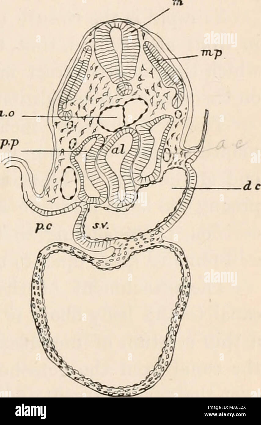 . The elements of Embryology Stock Photo - Alamy