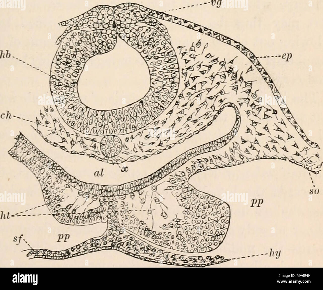 . The elements of Embryology Stock Photo - Alamy