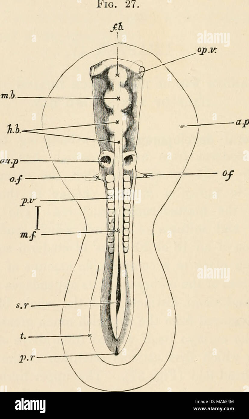 . The elements of Embryology Stock Photo - Alamy