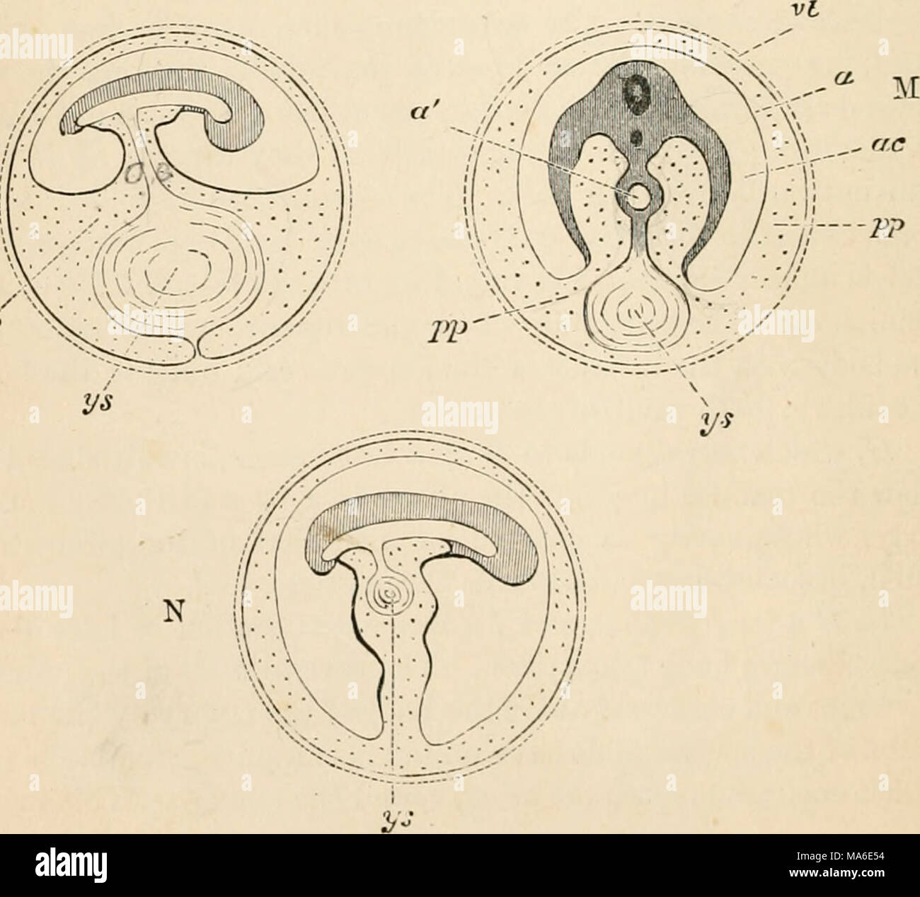 . The elements of Embryology Stock Photo - Alamy