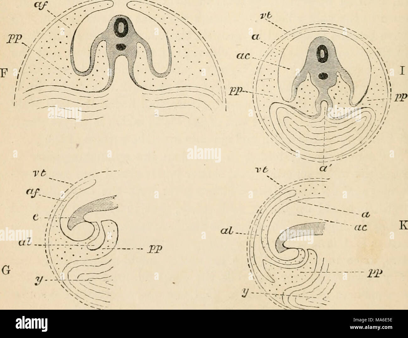 . The elements of Embryology Stock Photo - Alamy