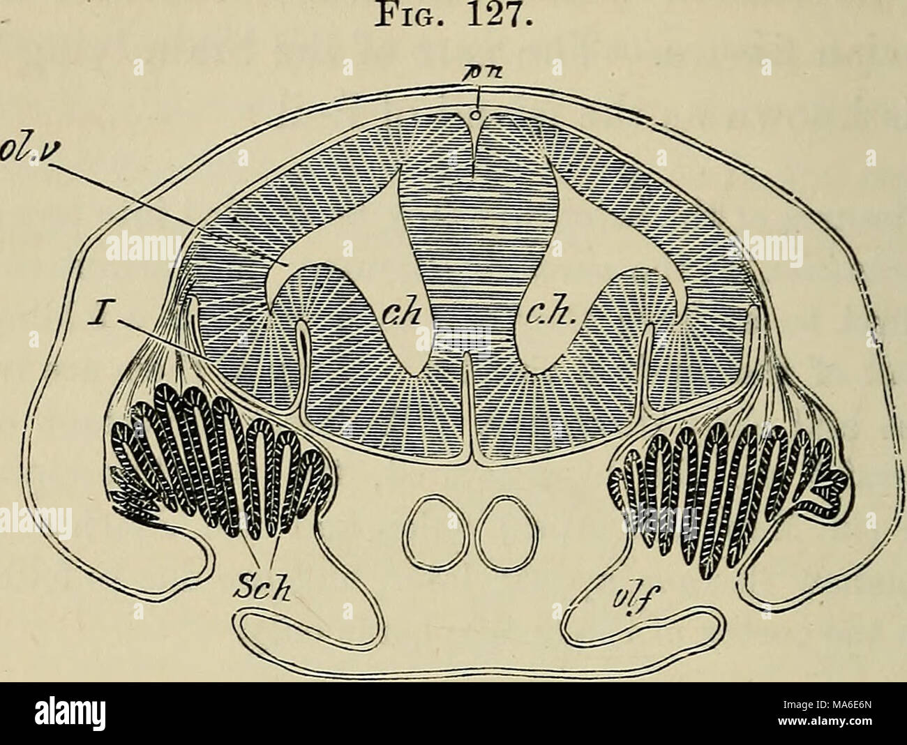 . The elements of embryology Stock Photo - Alamy