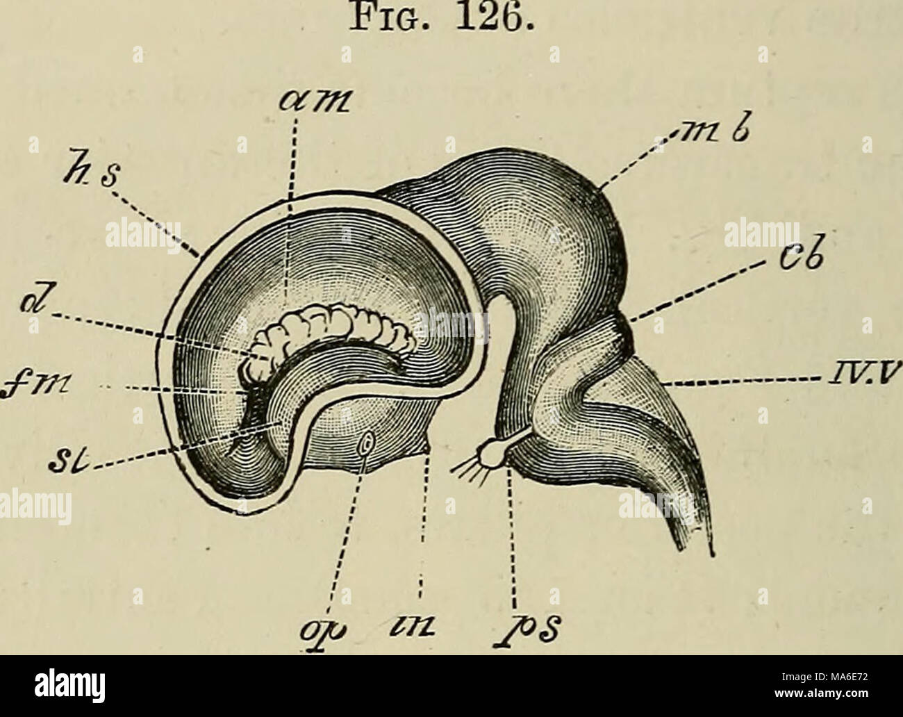 . The elements of embryology Stock Photo - Alamy