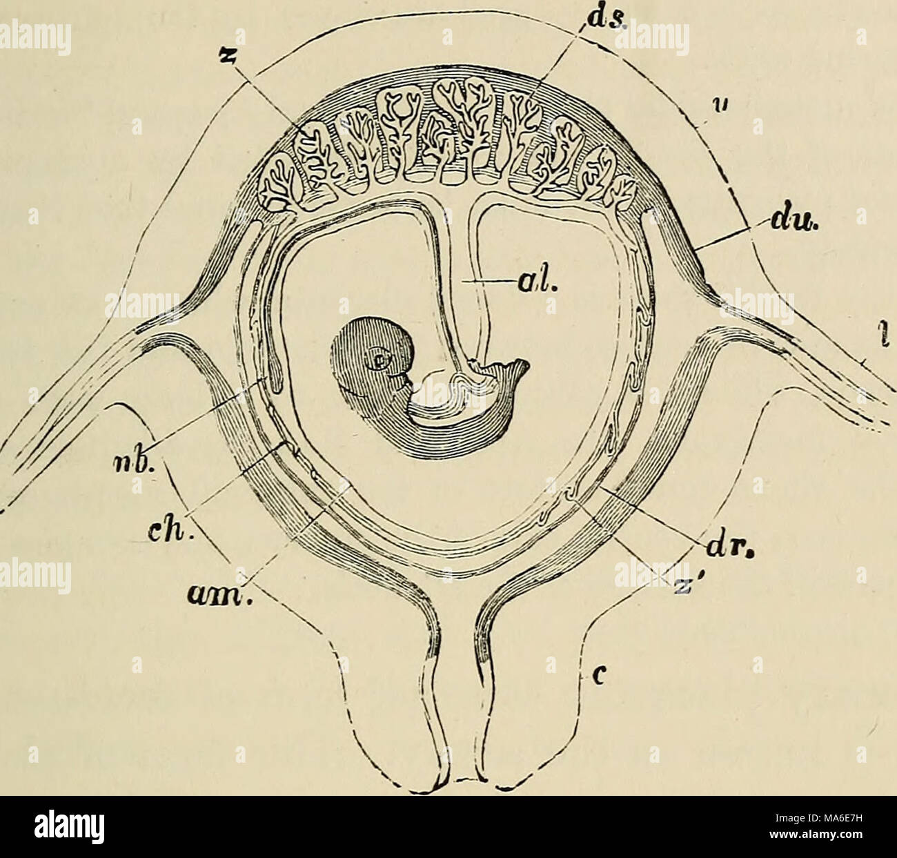 . The elements of embryology Stock Photo - Alamy