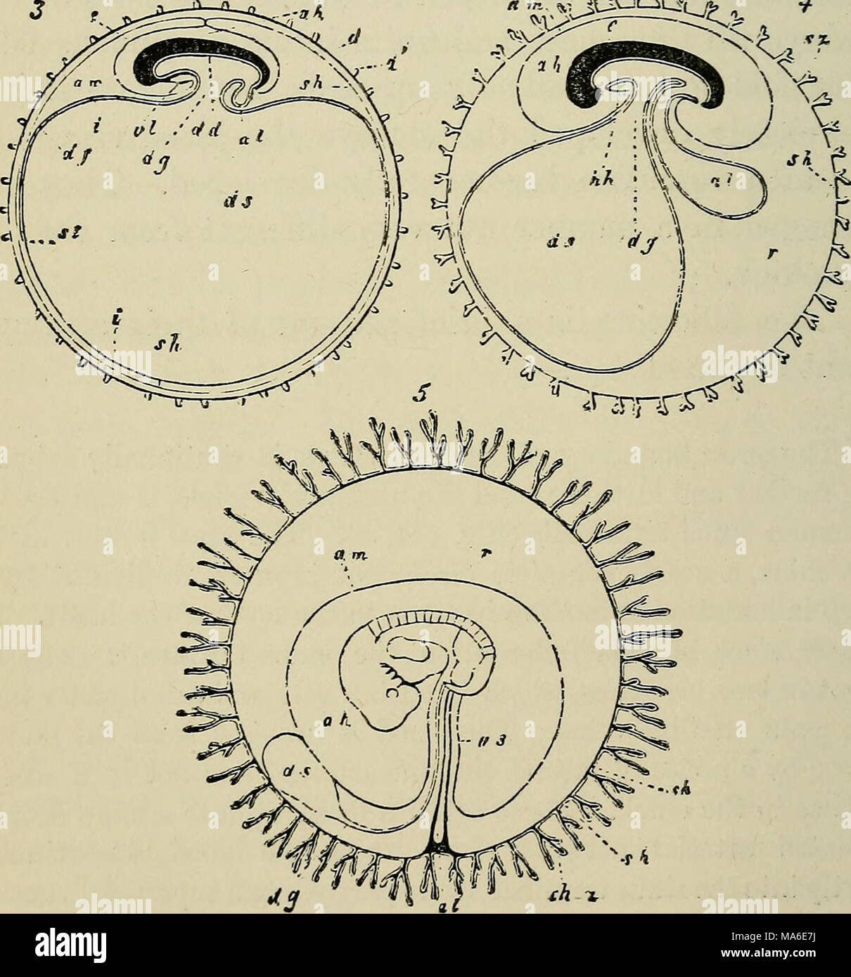 . The elements of embryology Stock Photo - Alamy