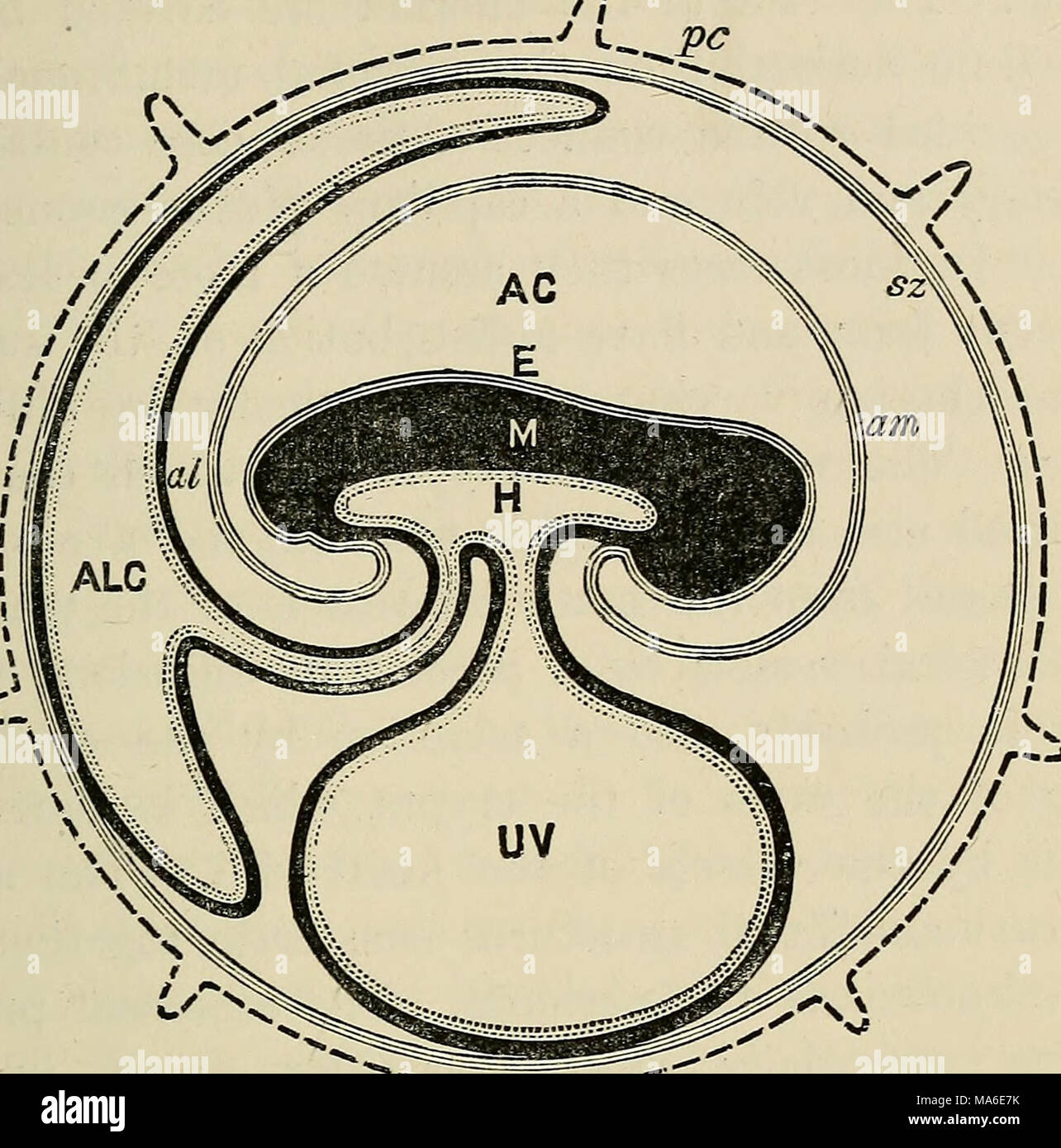 . The elements of embryology Stock Photo - Alamy