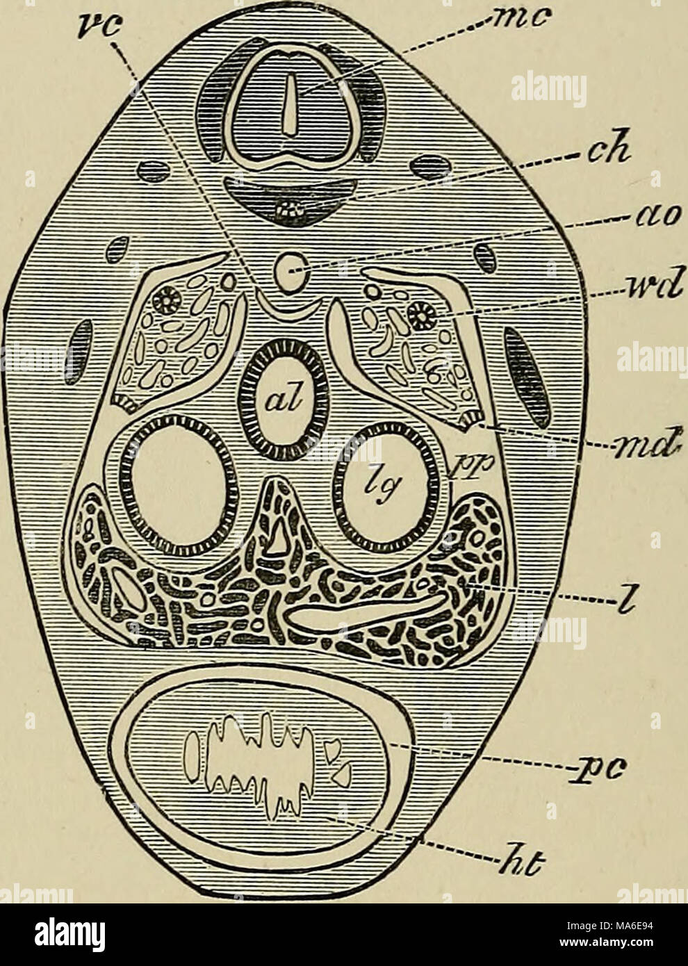 . The elements of embryology Stock Photo - Alamy