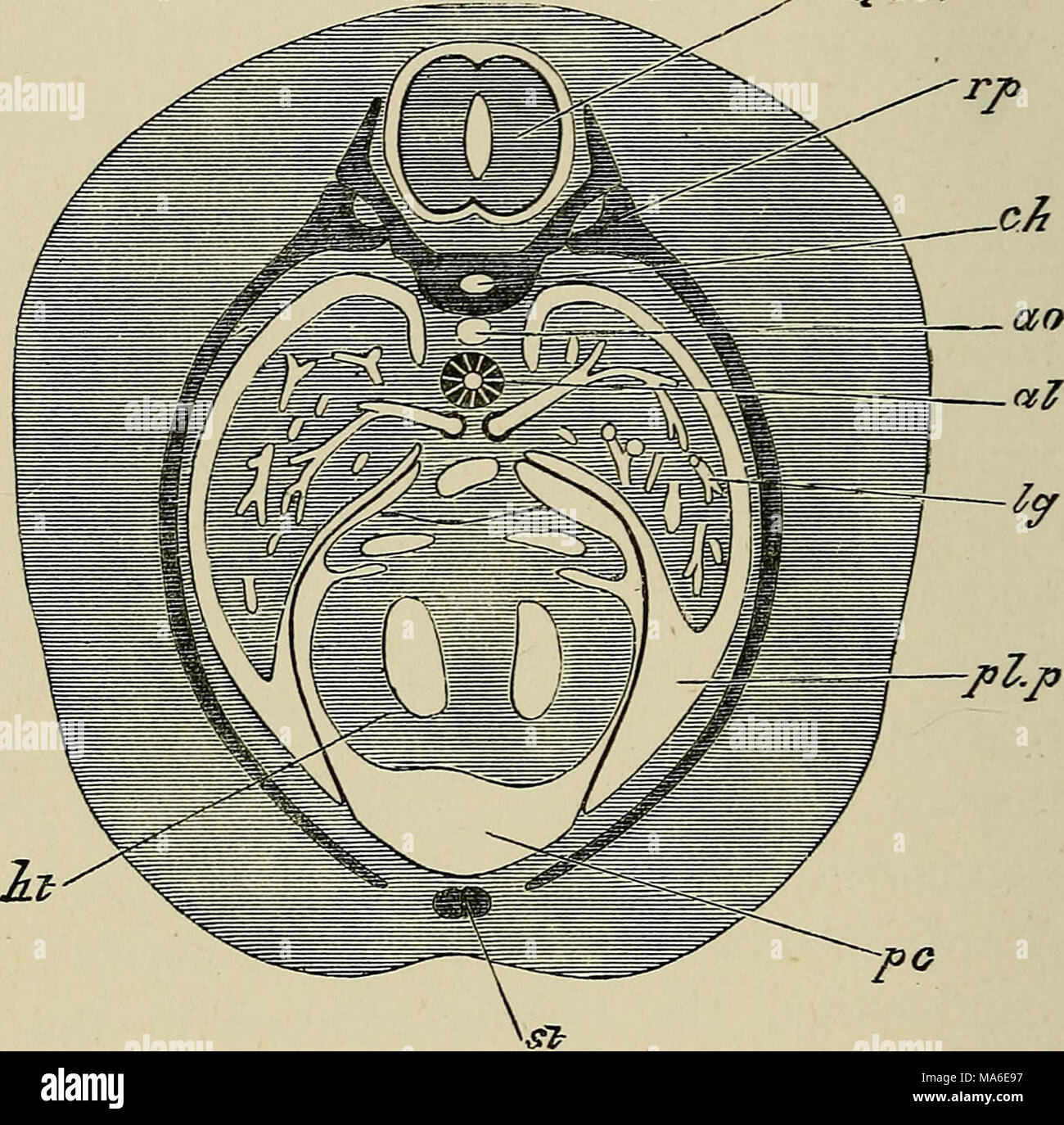 . The elements of embryology Stock Photo - Alamy
