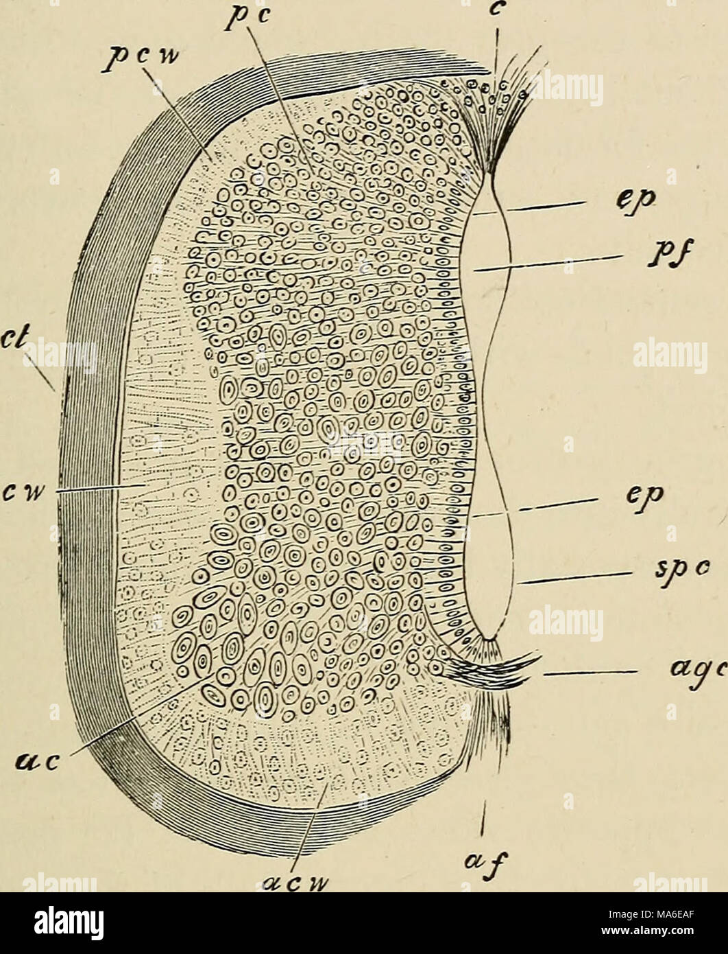 . The elements of embryology Stock Photo - Alamy