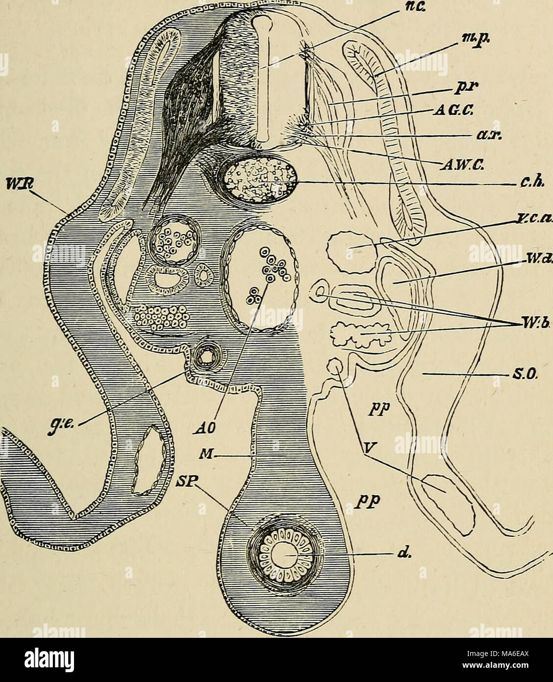 . The elements of embryology Stock Photo - Alamy